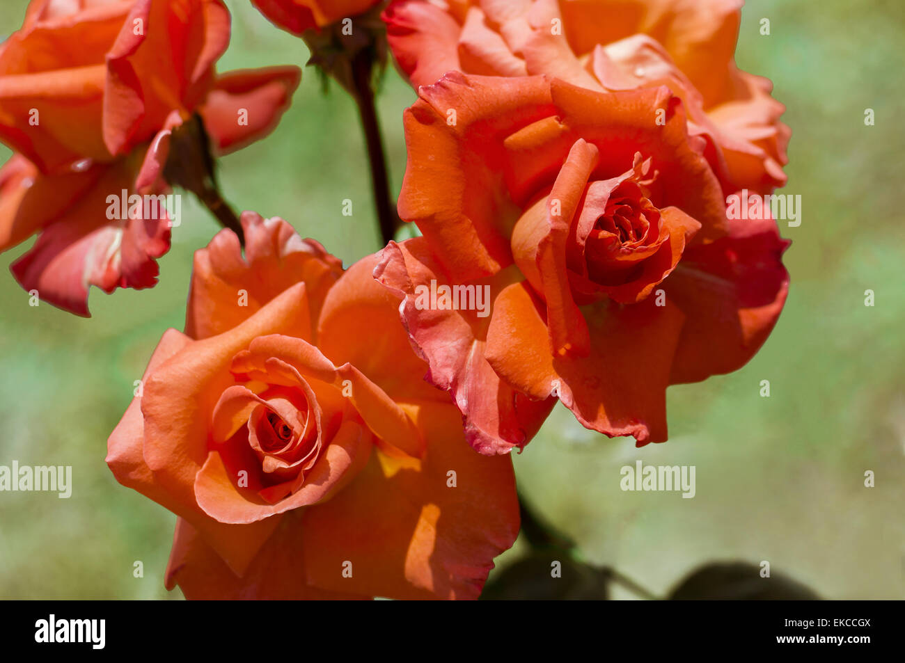Closeup of a red roses in sunlight Stock Photo - Alamy