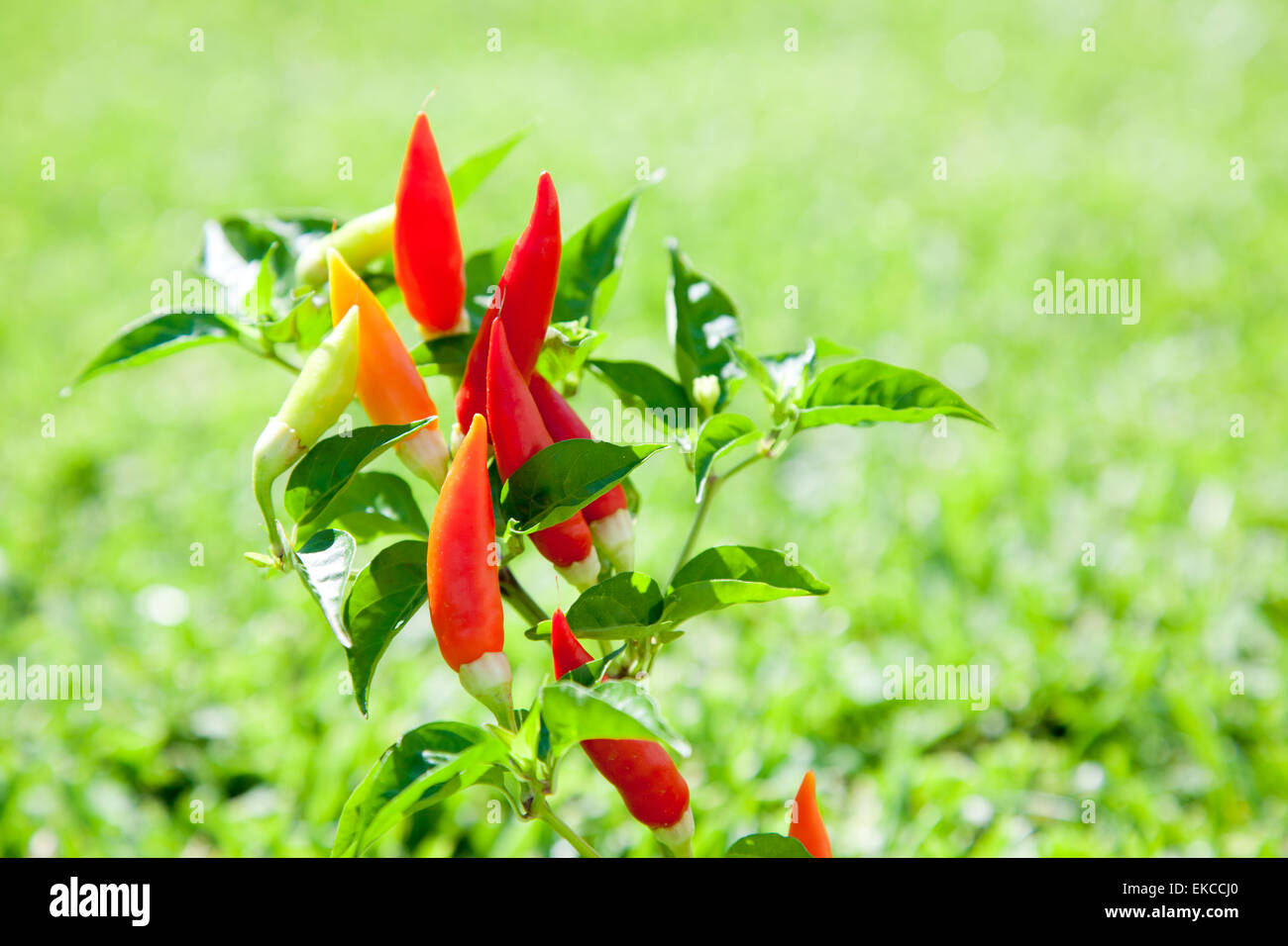 chili hot peppers plant in red and orange Stock Photo - Alamy