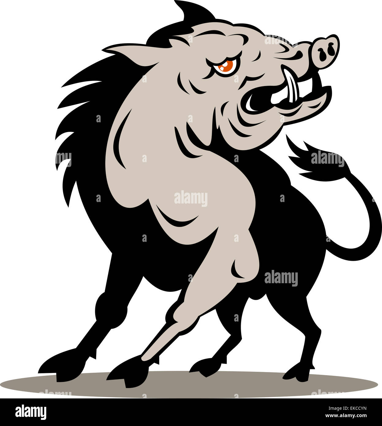 wild pig boar attacking Stock Photo - Alamy