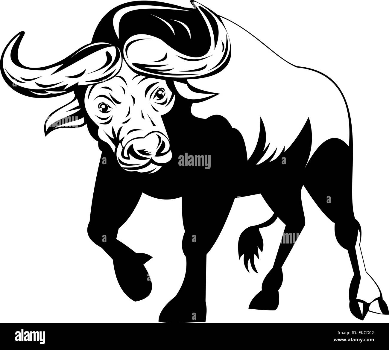 african bull attacking Stock Photo - Alamy