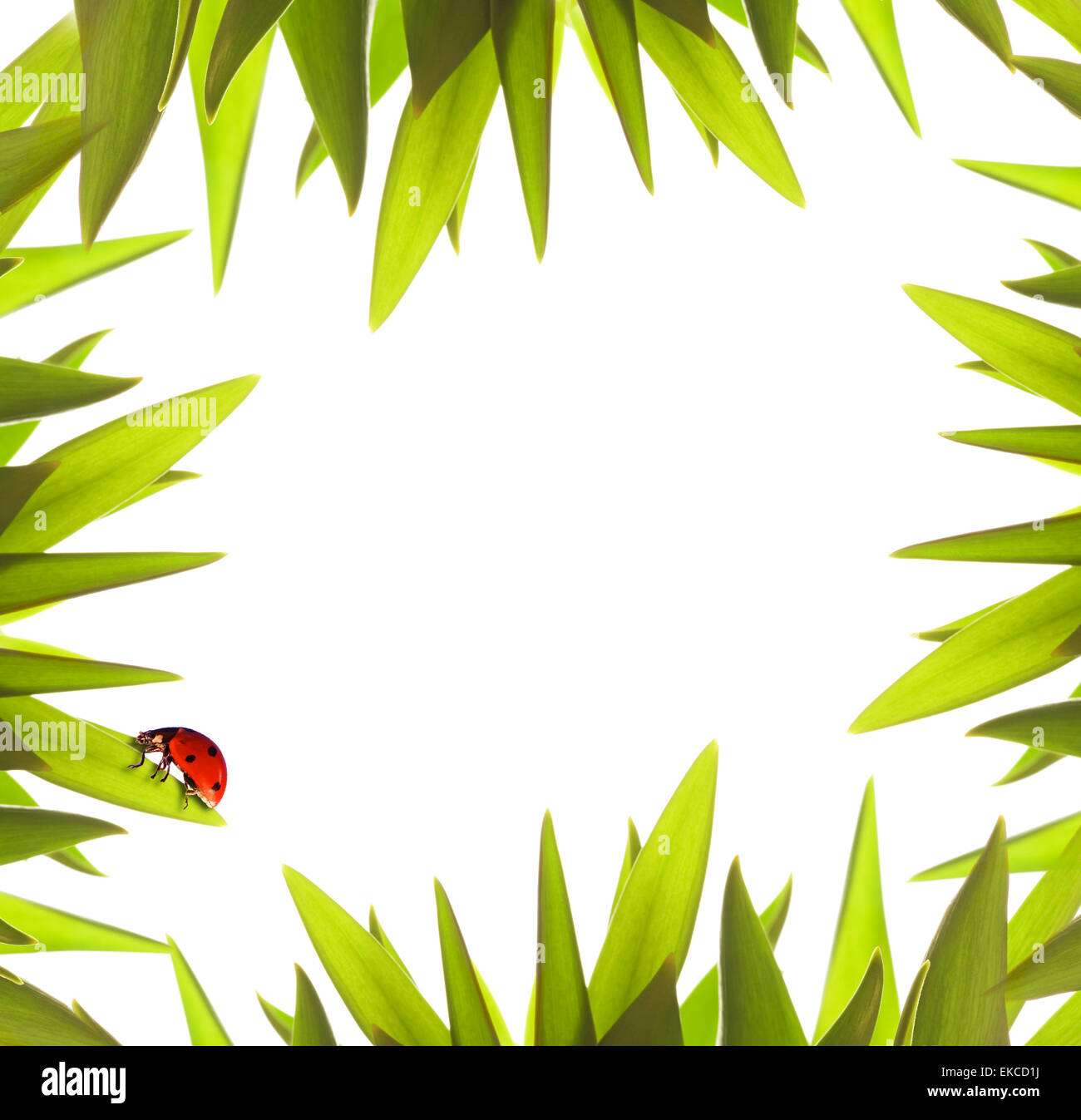 Ladybug border hi-res stock photography and images - Alamy