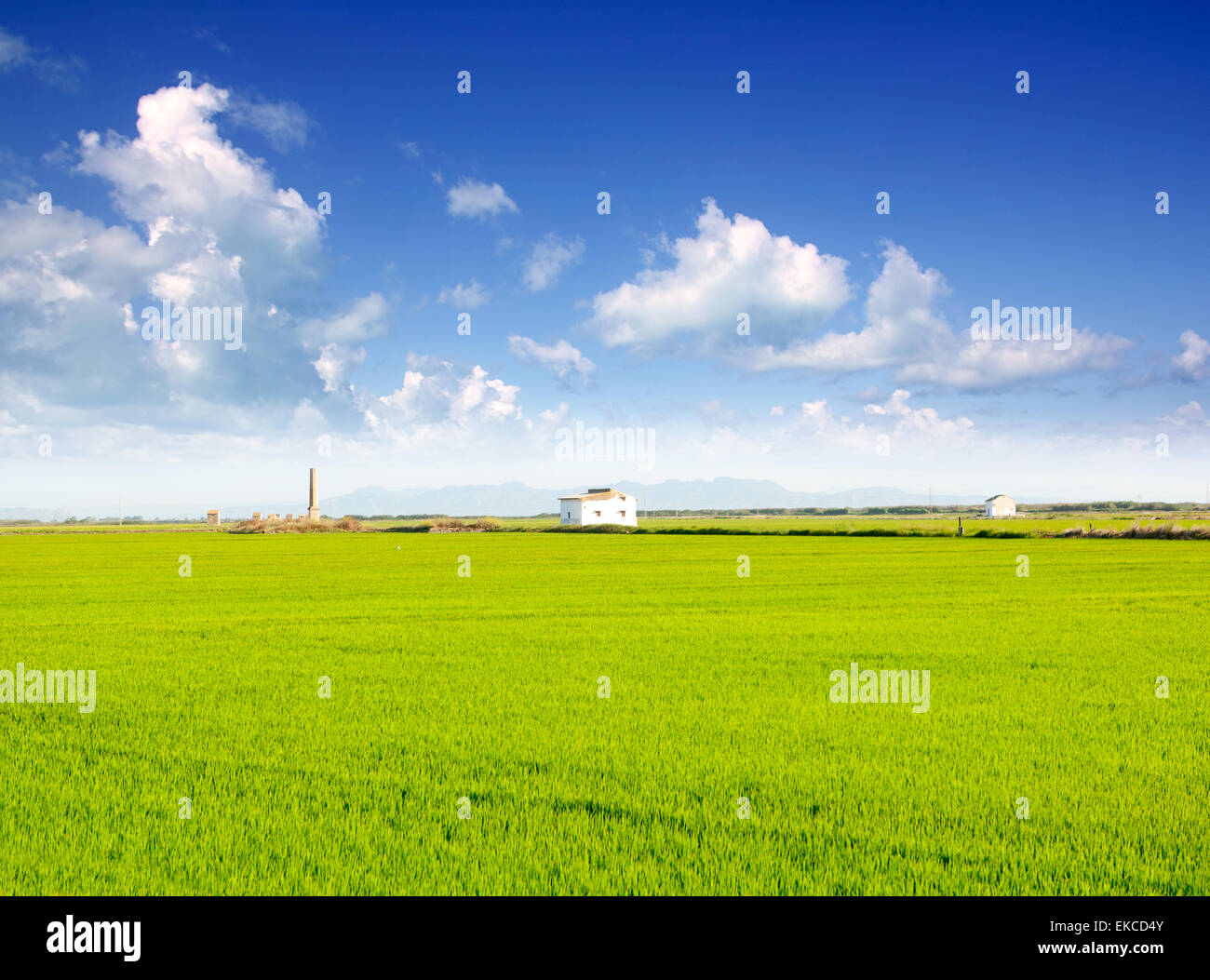 green grass rice field in Valencia Spain Stock Photo - Alamy