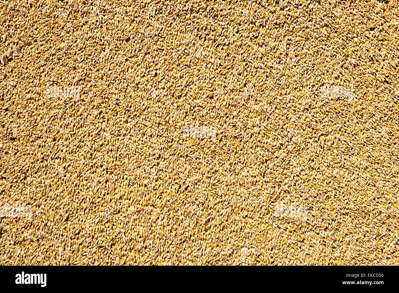 cereal wheat grain texture pattern Stock Photo - Alamy