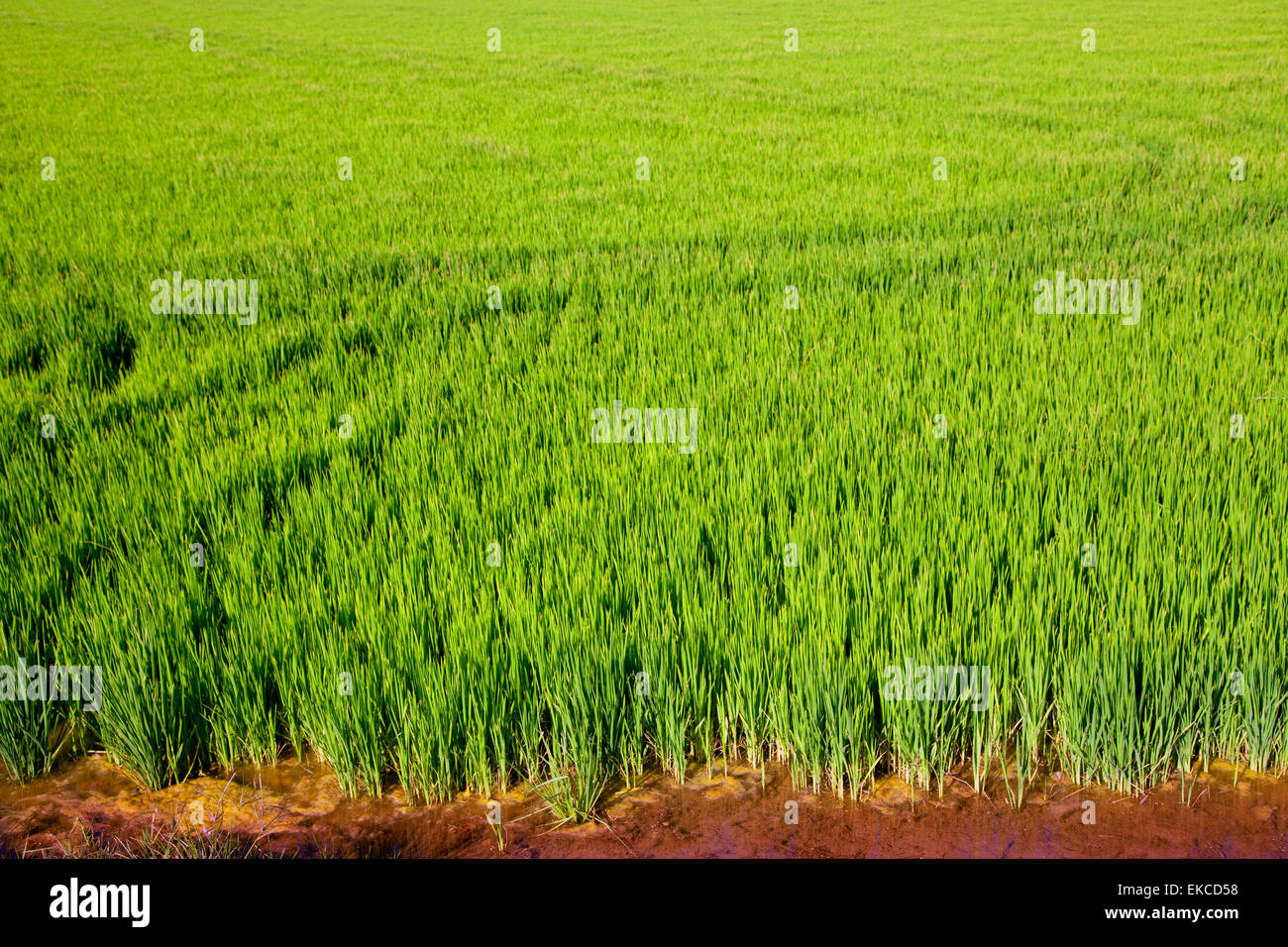 green grass rice field in Valencia Spain Stock Photo - Alamy