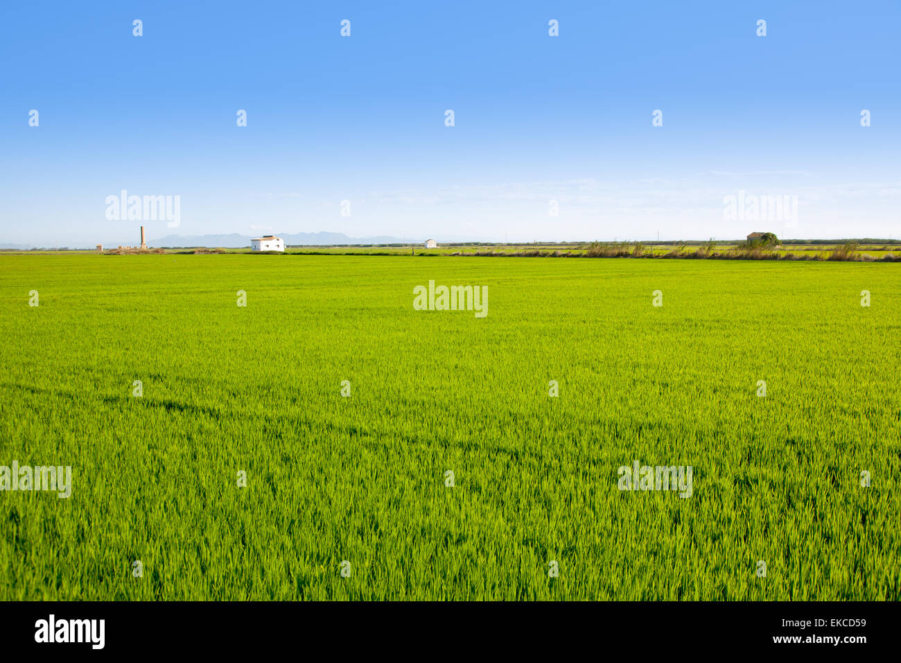green grass rice field in Valencia Spain Stock Photo - Alamy