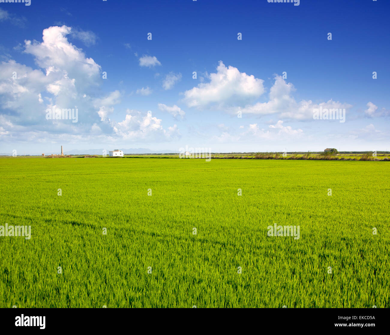 green grass rice field in Valencia Spain Stock Photo - Alamy