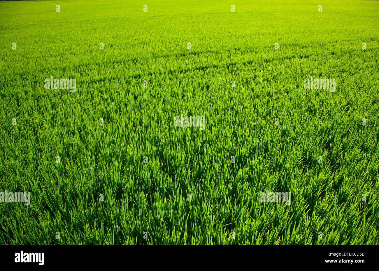 green grass rice field in Valencia Spain Stock Photo - Alamy