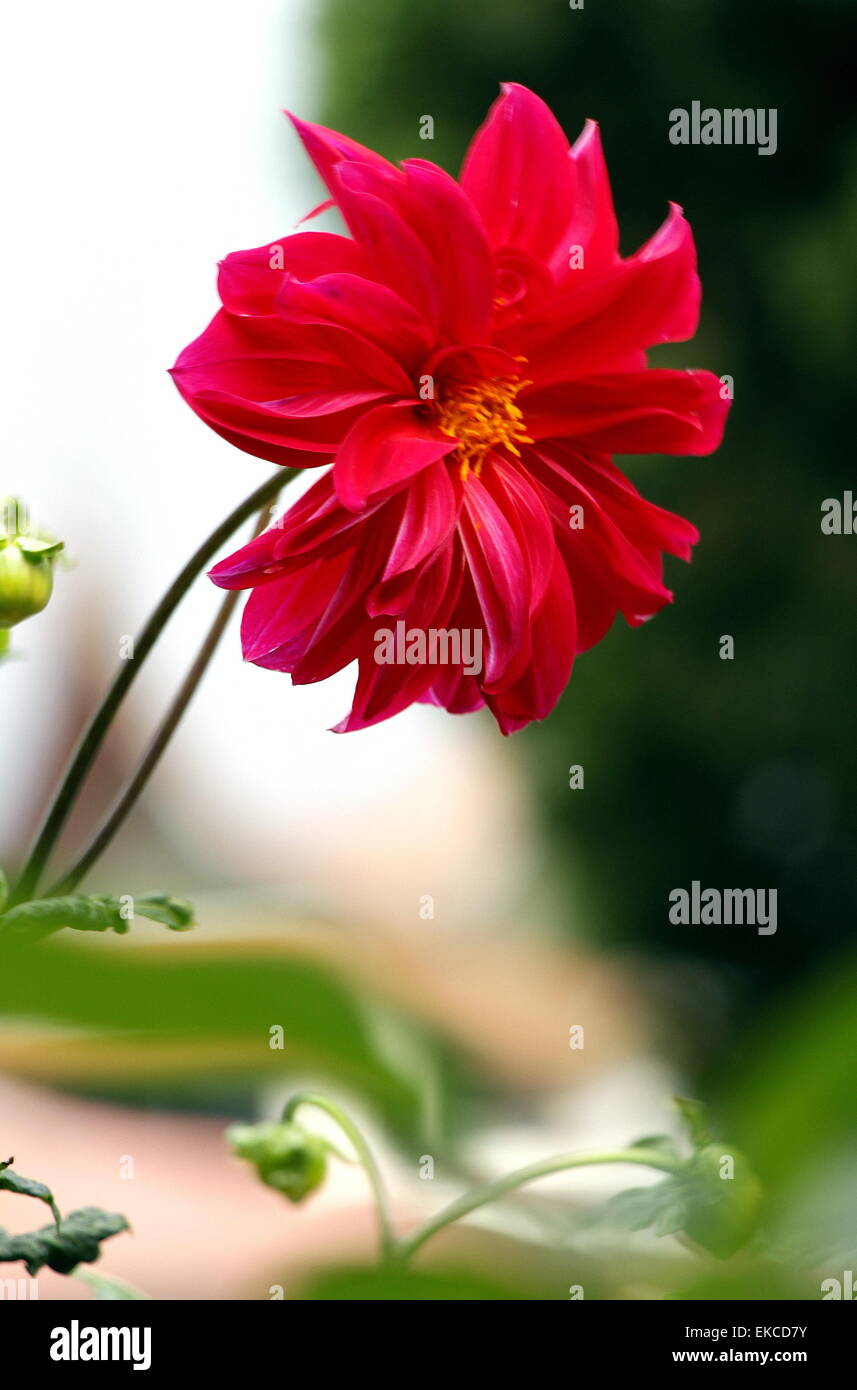 Indonesia red flowers hi-res stock photography and images - Alamy