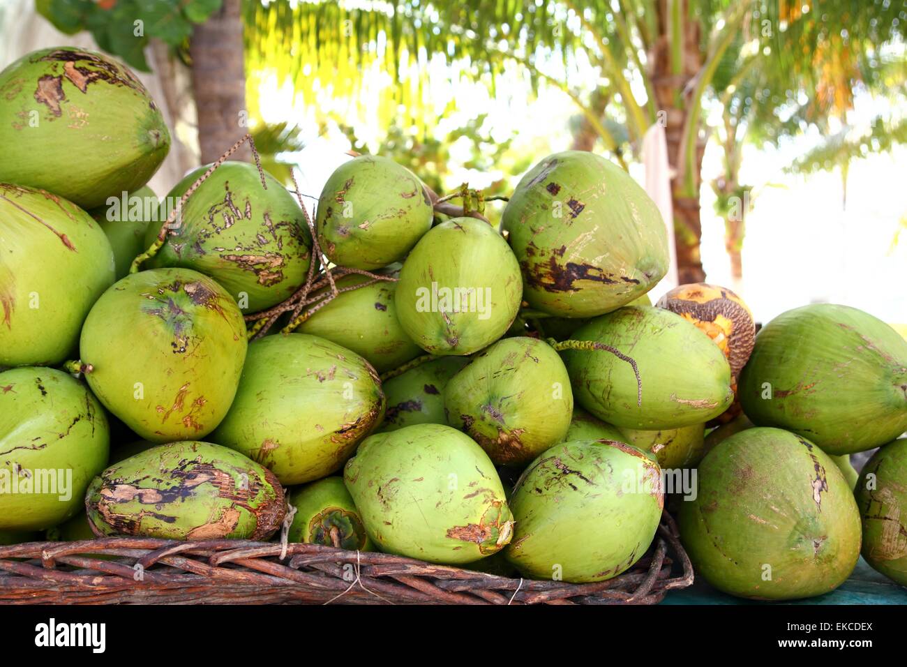 Fresh tender coconuts mound Caribbean Mexico Stock Photo - Alamy