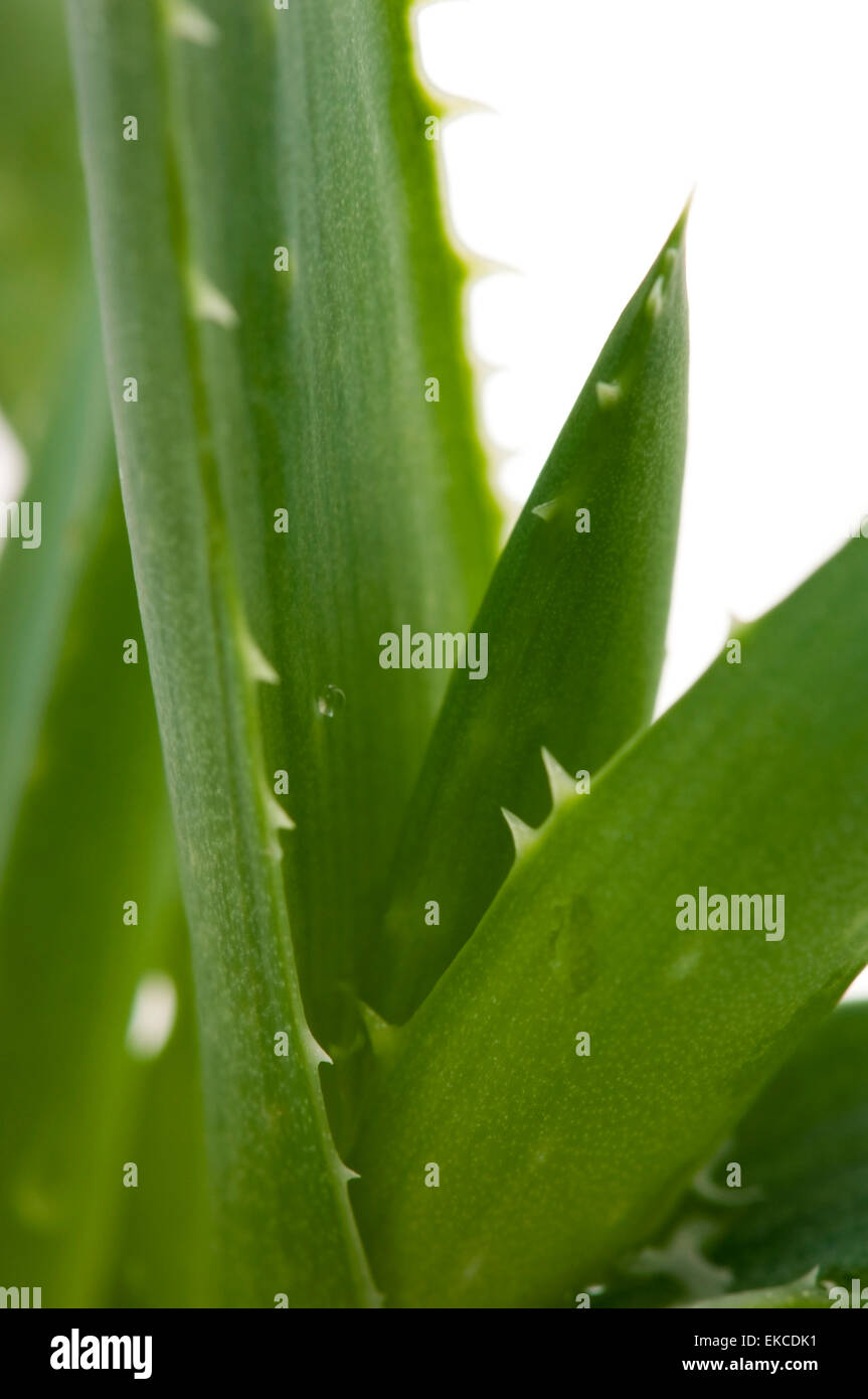 Aloe vera - herbal medicine Stock Photo - Alamy