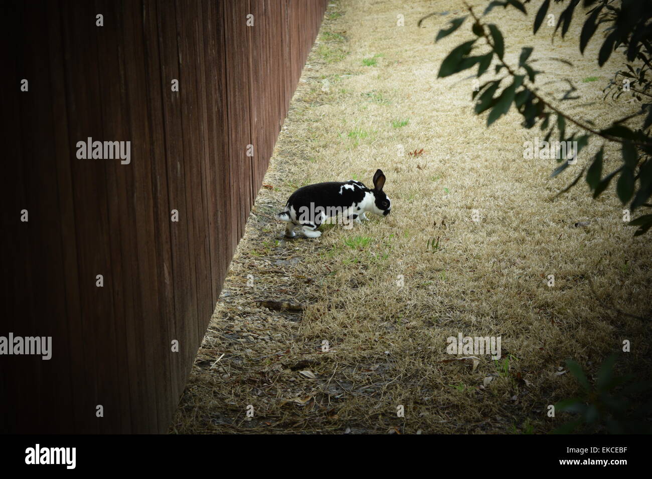 Rabbit bush hi-res stock photography and images - Alamy
