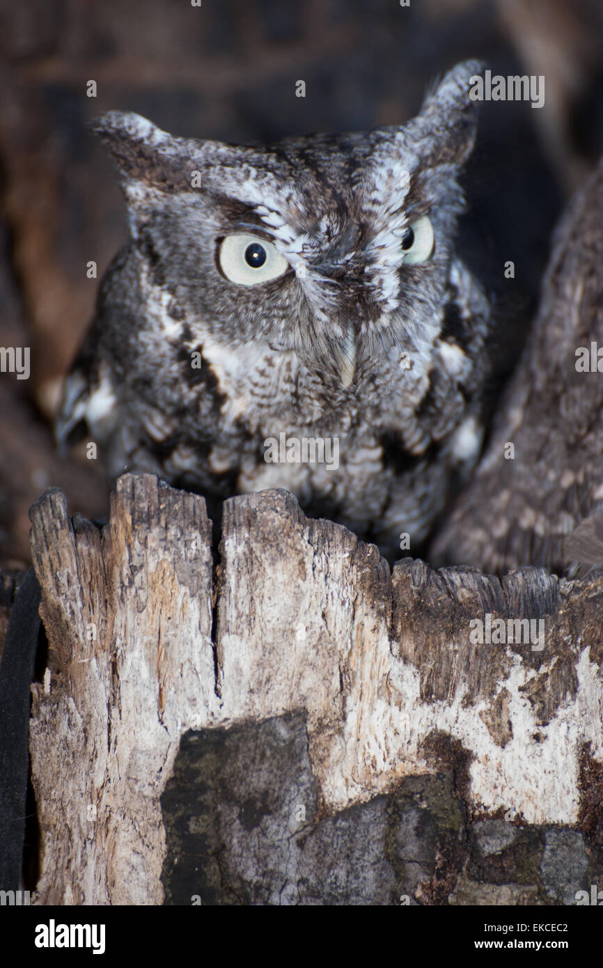 Eastern screech owl hi-res stock photography and images - Alamy
