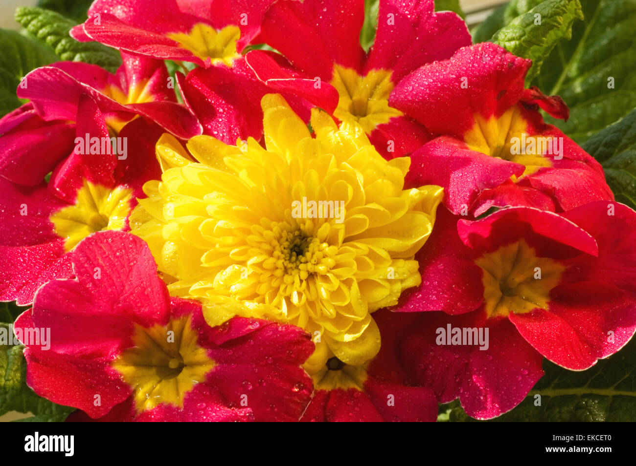 Wet flower bouquet Stock Photo - Alamy