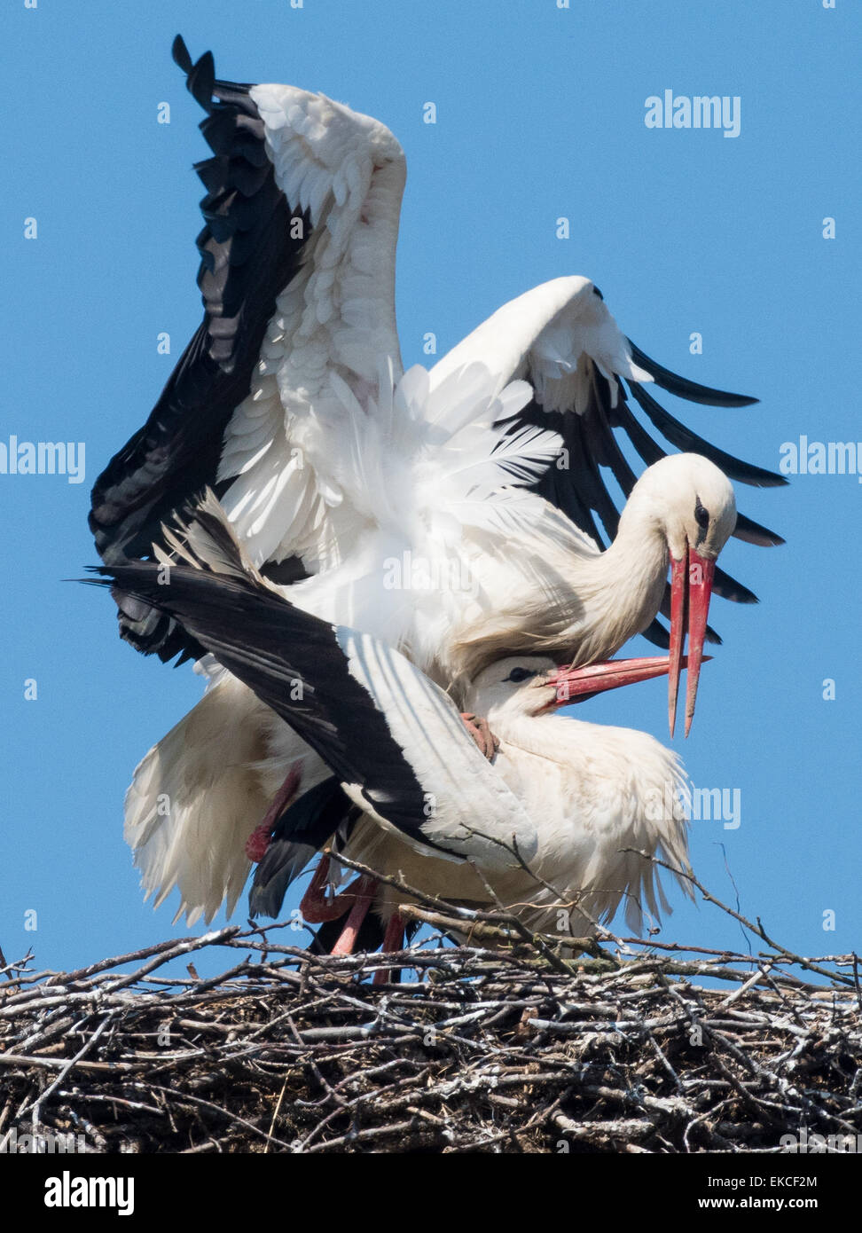 Sieversdorf, Germany. 9th Apr, 2015. A pair of white storks in their ...