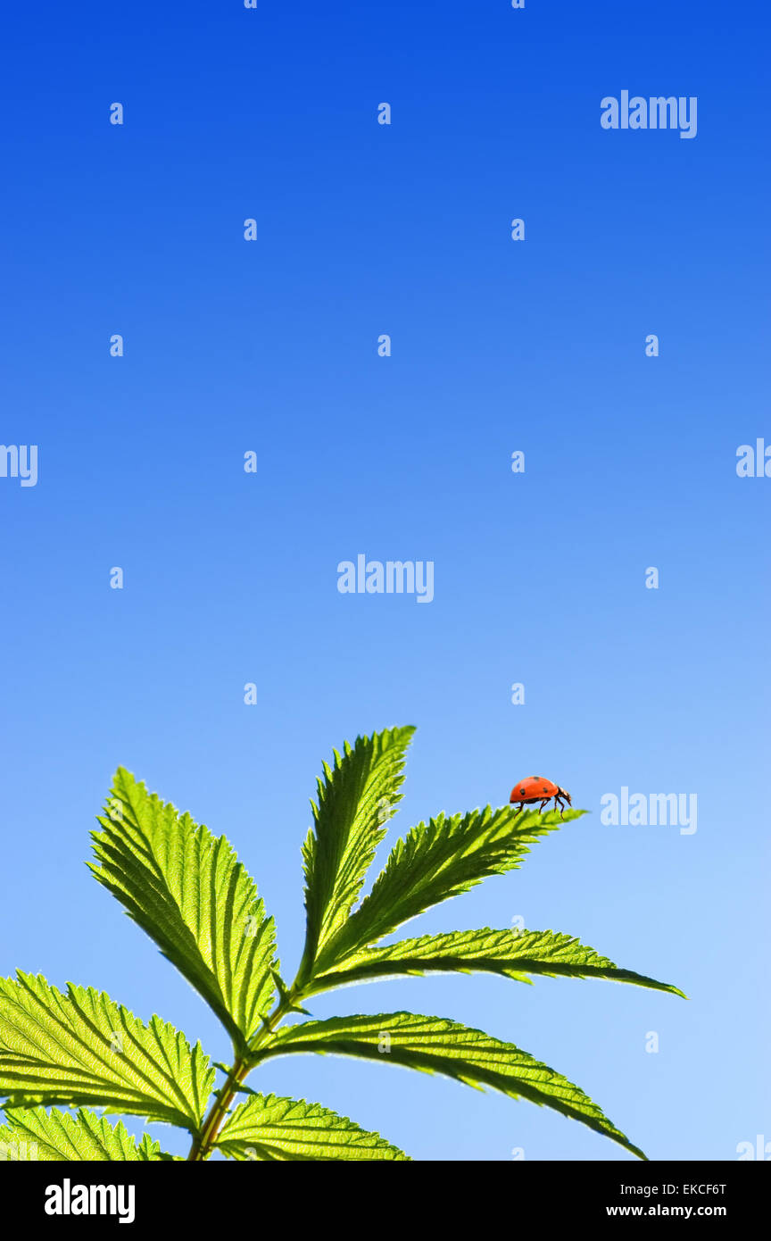 Ladybug on a green leaf over blue sky Stock Photo - Alamy