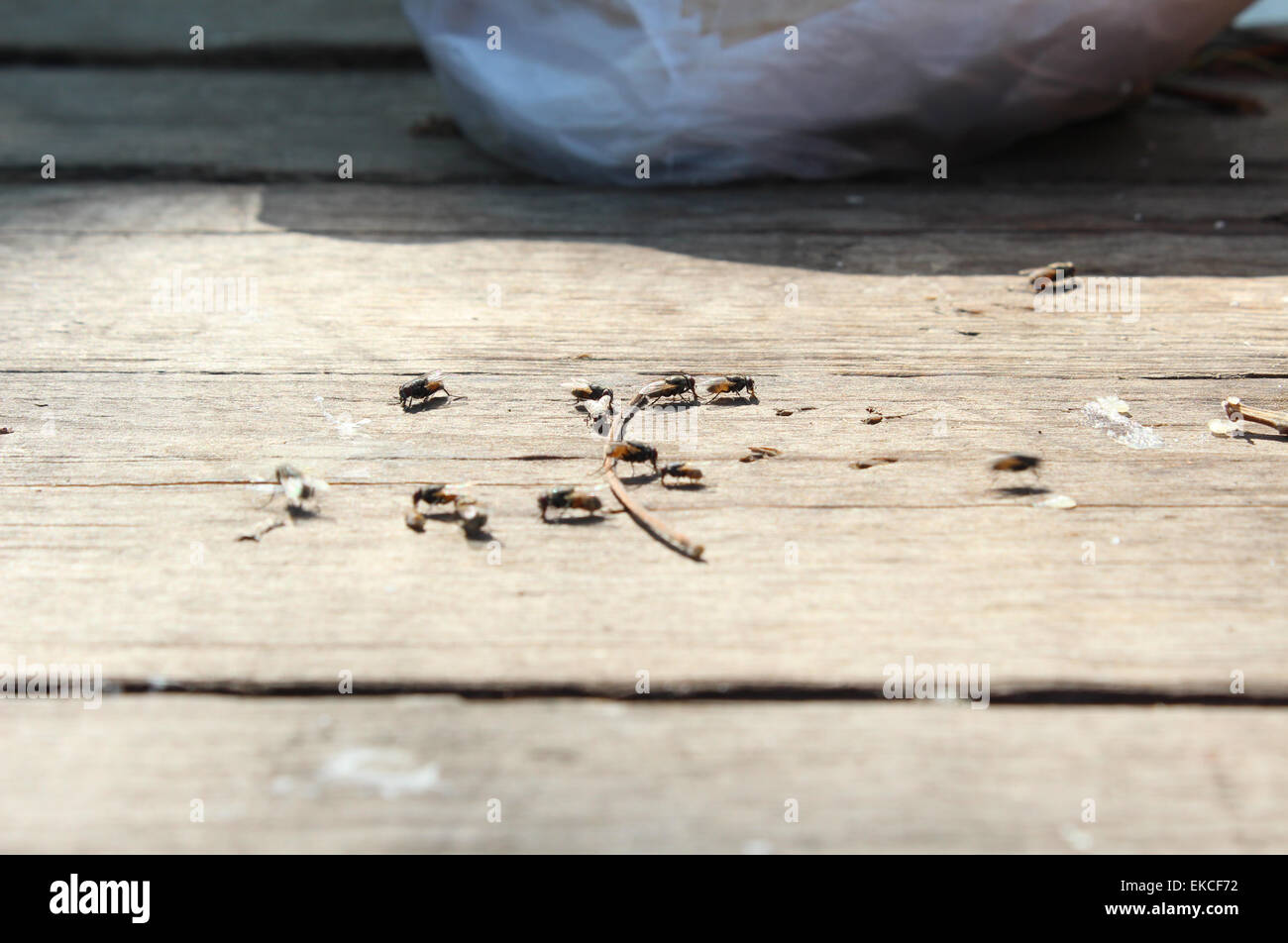 Group flies hi-res stock photography and images - Alamy