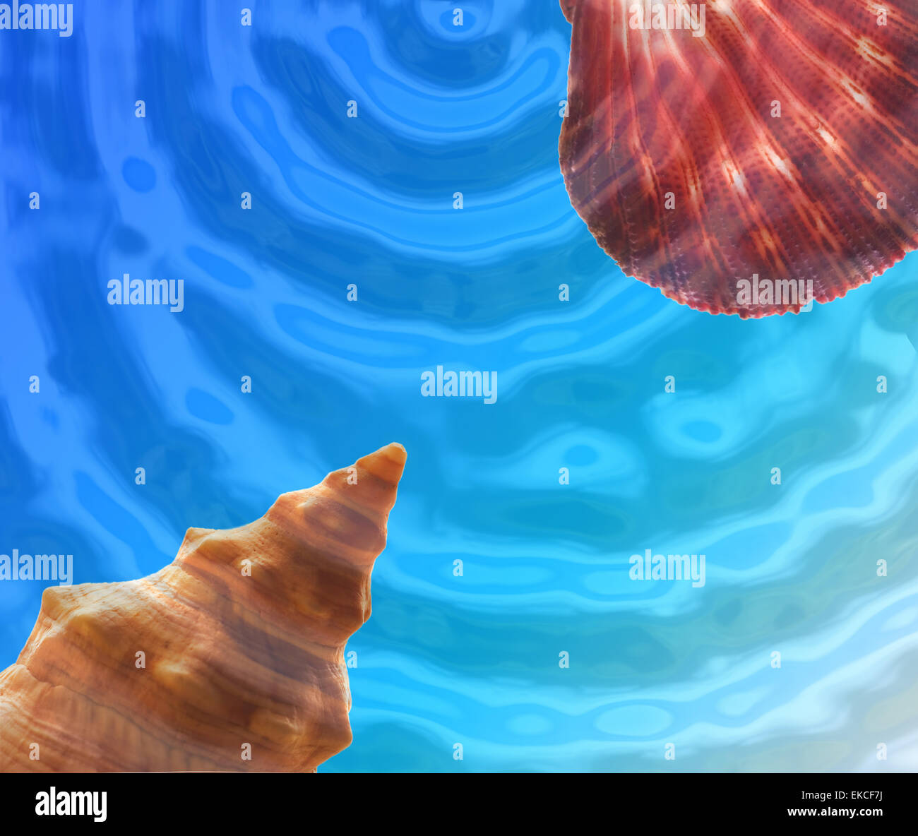 Seashell border hi-res stock photography and images - Alamy