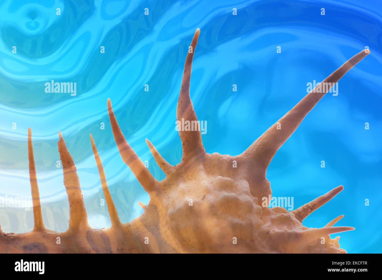 Beautiful shell under water Stock Photo - Alamy