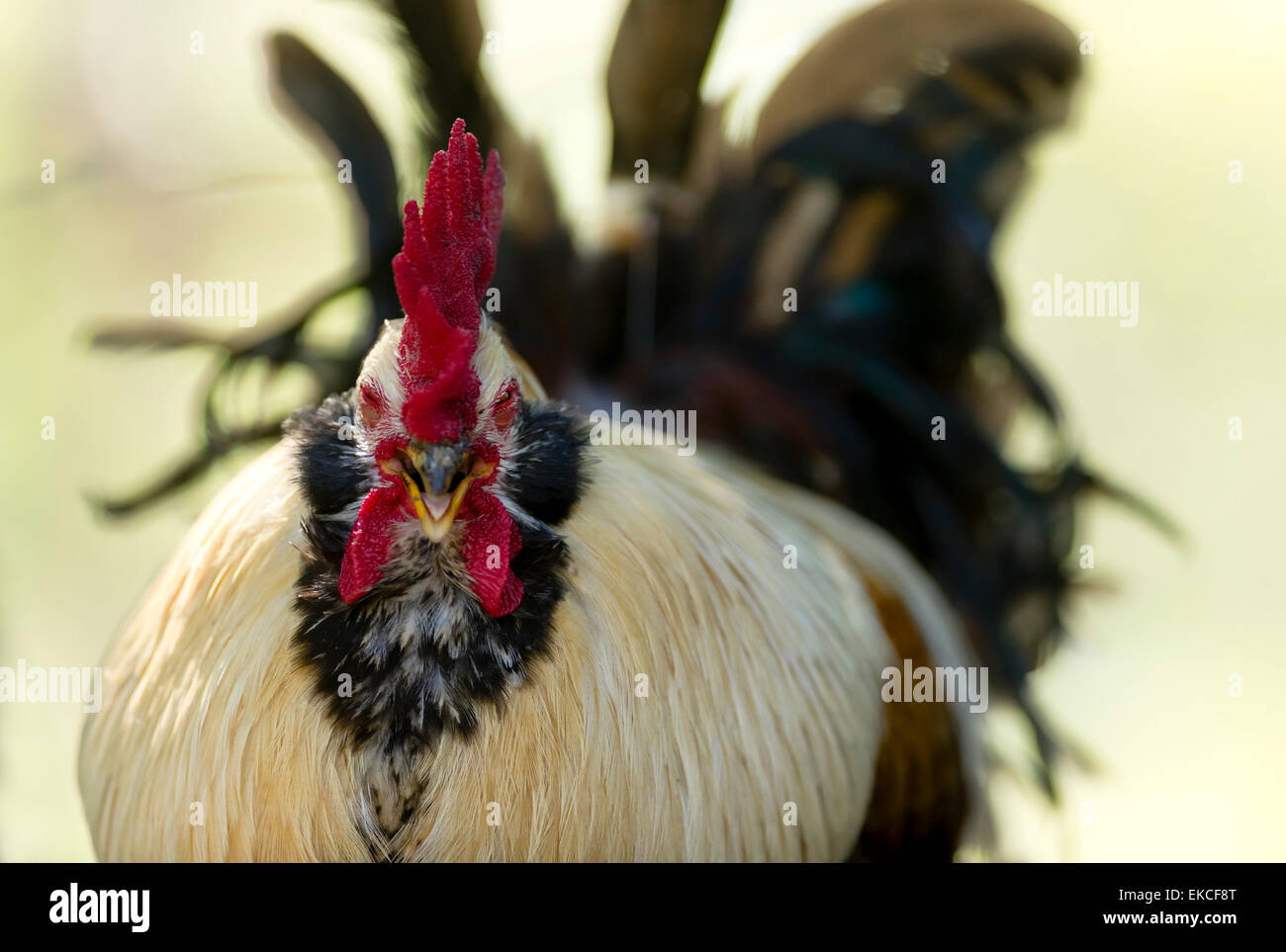 Rooster tail hi-res stock photography and images - Alamy