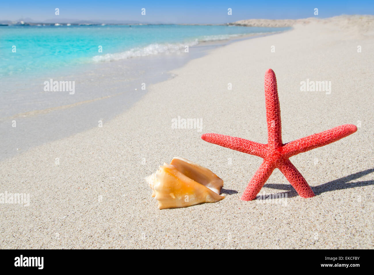 beach starfish and seashell on white sand Stock Photo - Alamy