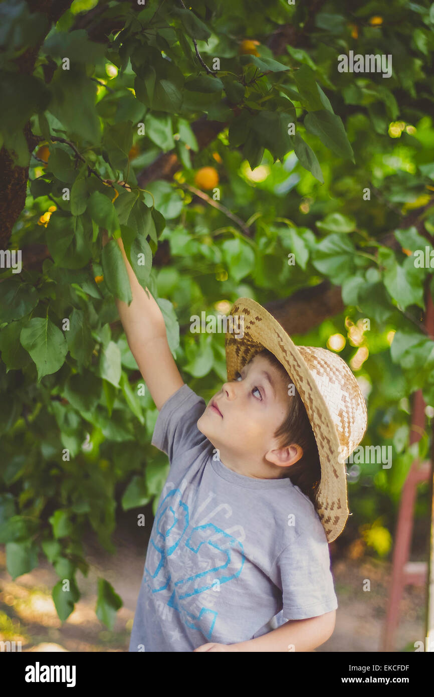 Boy in a straw hat picking apricots Stock Photo - Alamy