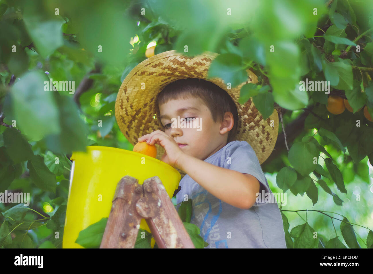 Boy in a tree picking apricots Stock Photo - Alamy