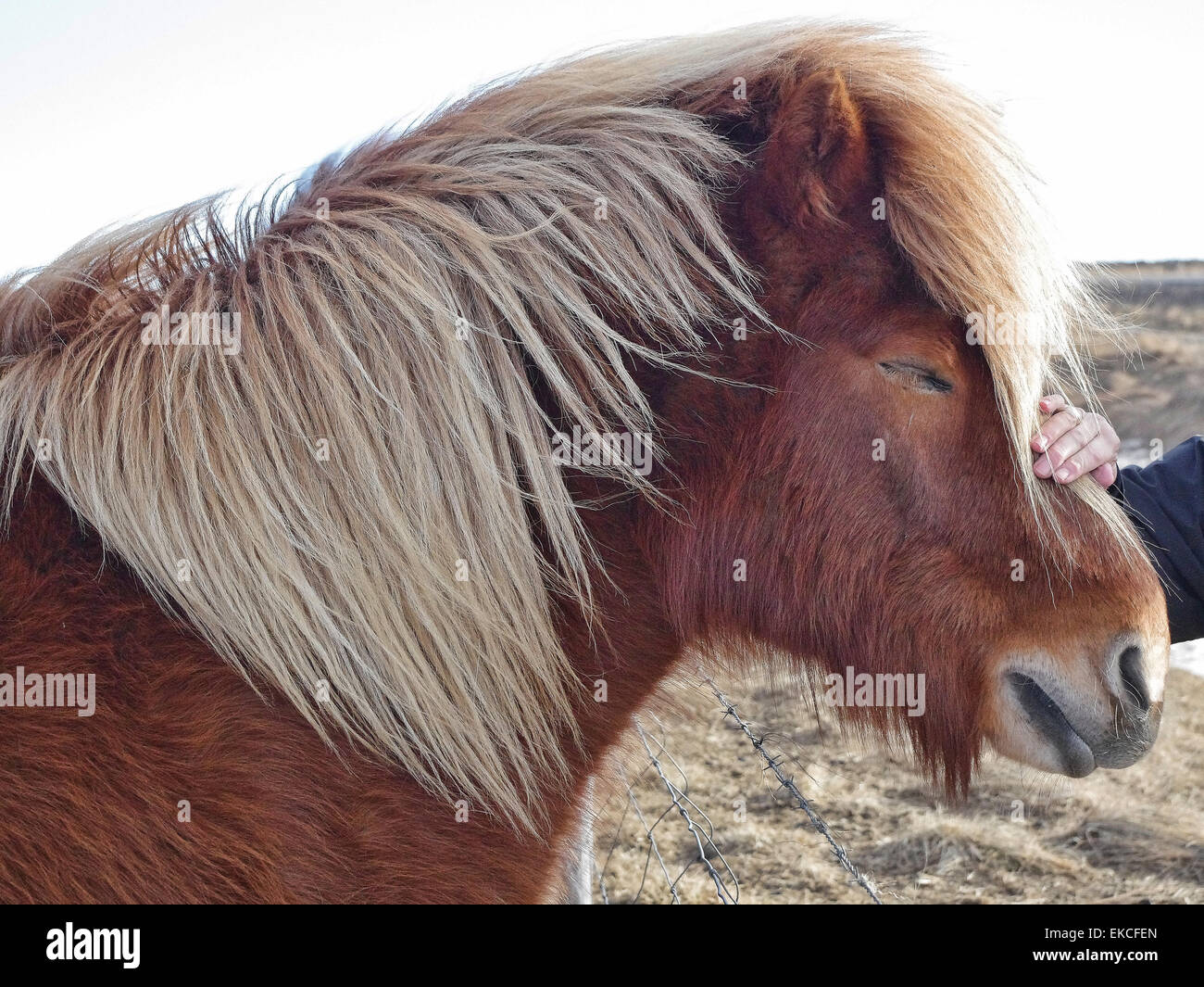 The human horse hi-res stock photography and images - Alamy