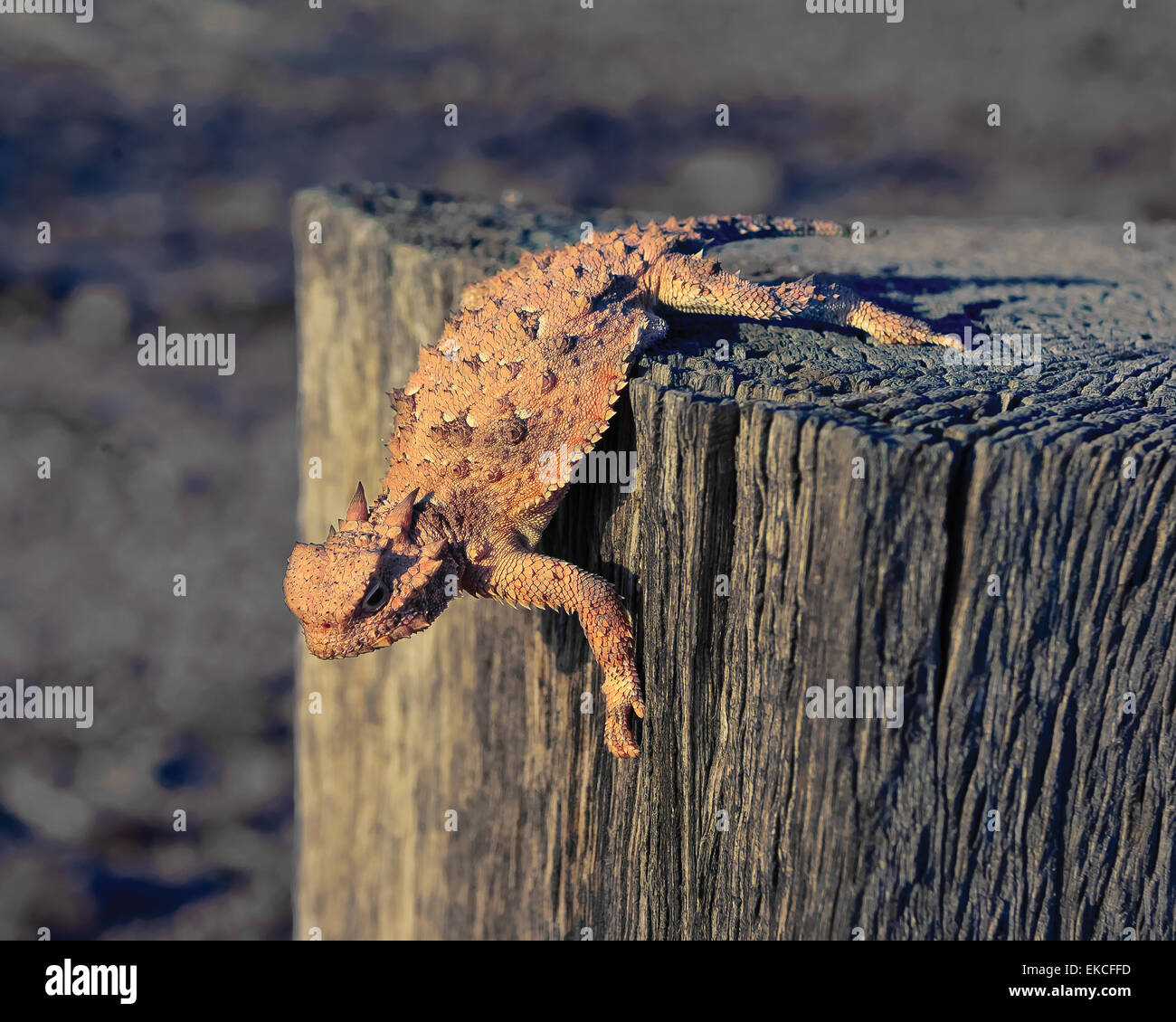 Arizona horned toad hi-res stock photography and images - Alamy