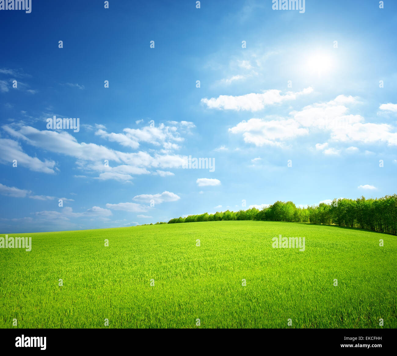 Field of green grass Stock Photo - Alamy