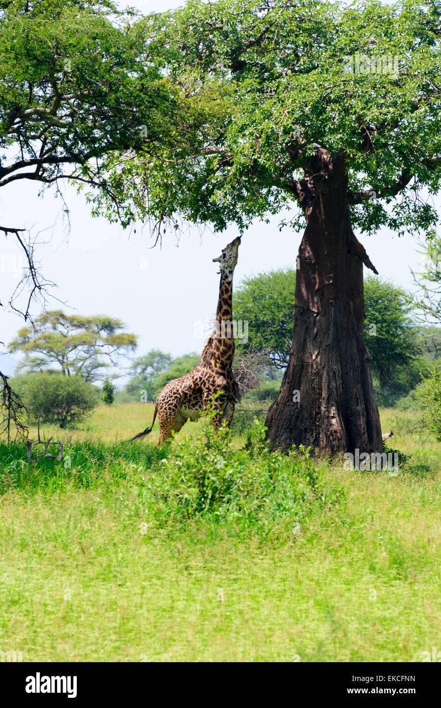 Giraffa camelopardalis Portrait of giraffe eating acacia tree in Tarangire National Park ...