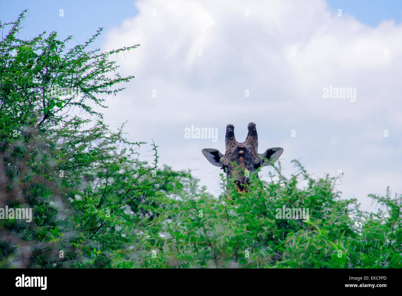 Giraffa camelopardalis Portrait of giraffe eating acacia tree in ...