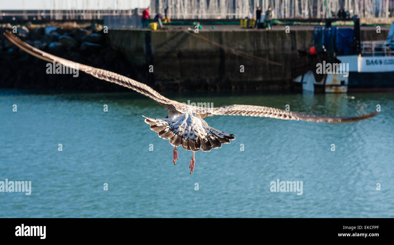Seagull wing span hi-res stock photography and images - Alamy