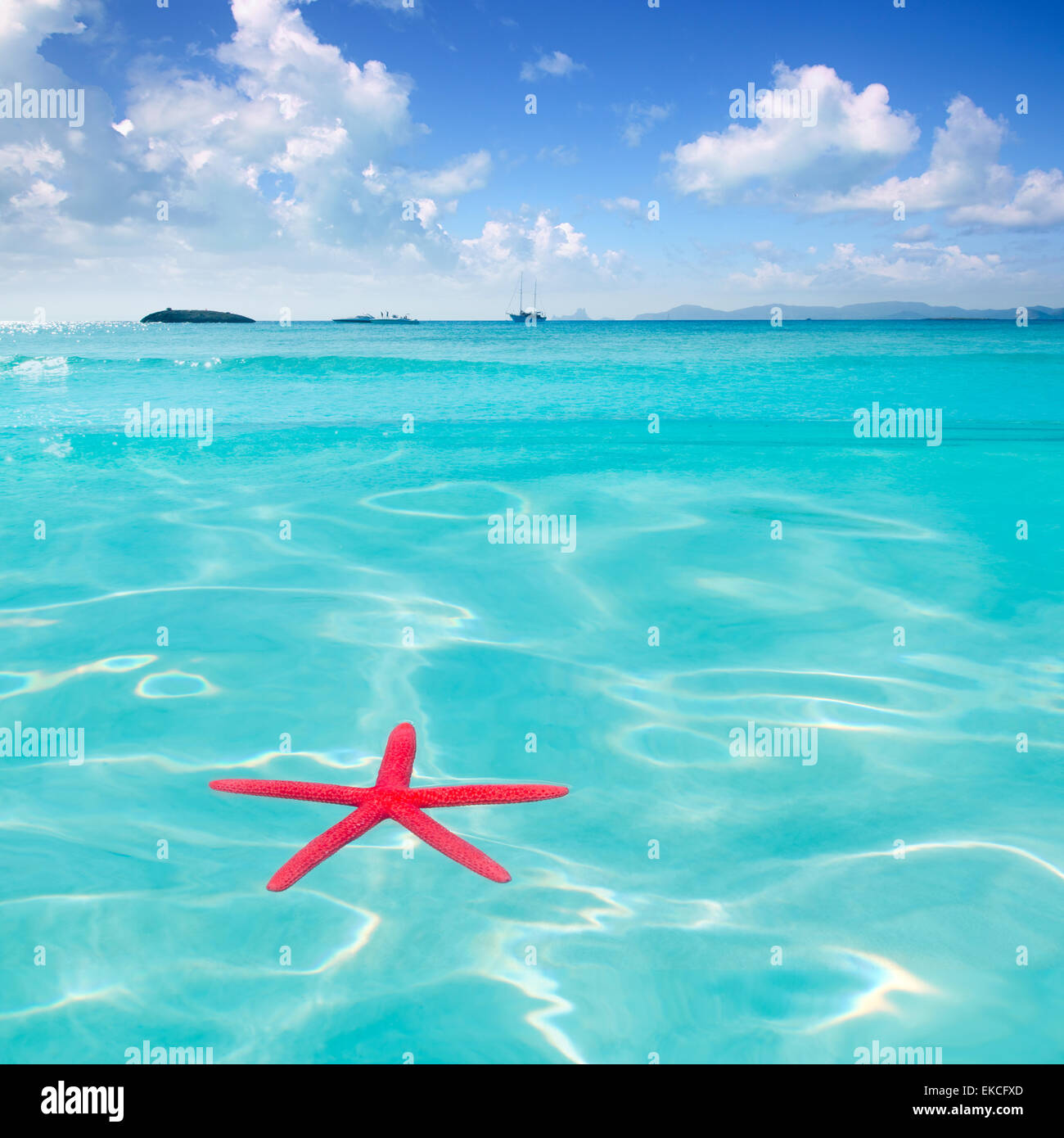 Red starfish floating on perfect tropical sea Stock Photo - Alamy