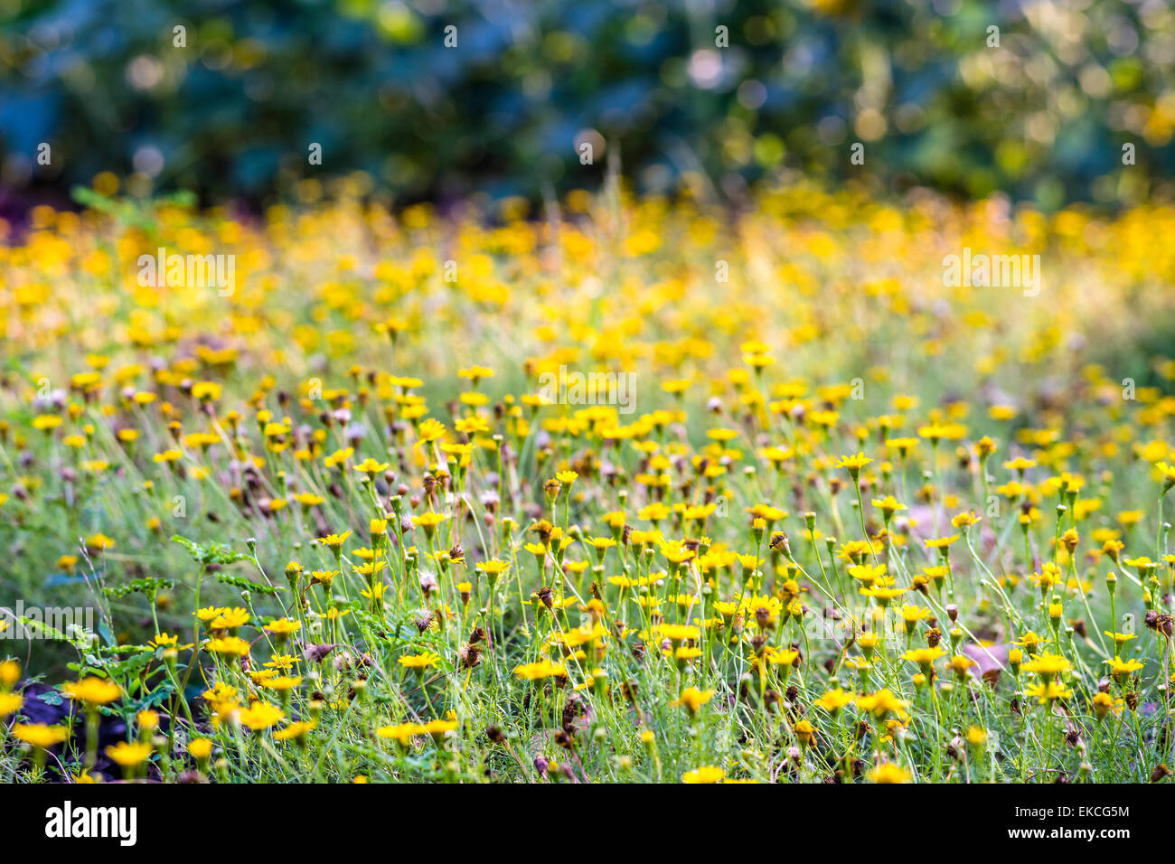 Creeping daisy hi-res stock photography and images - Alamy