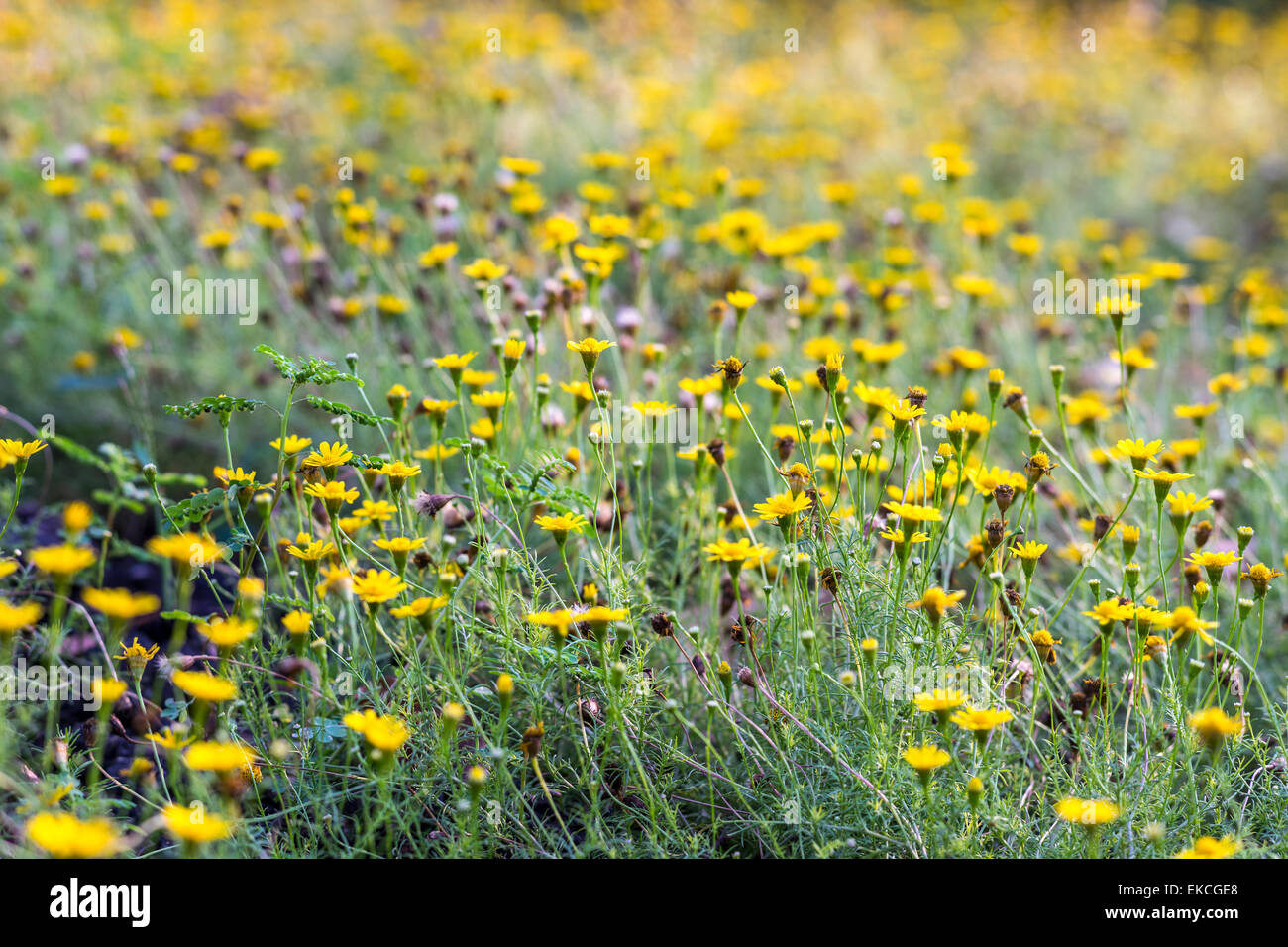 Creeping daisy hi-res stock photography and images - Alamy