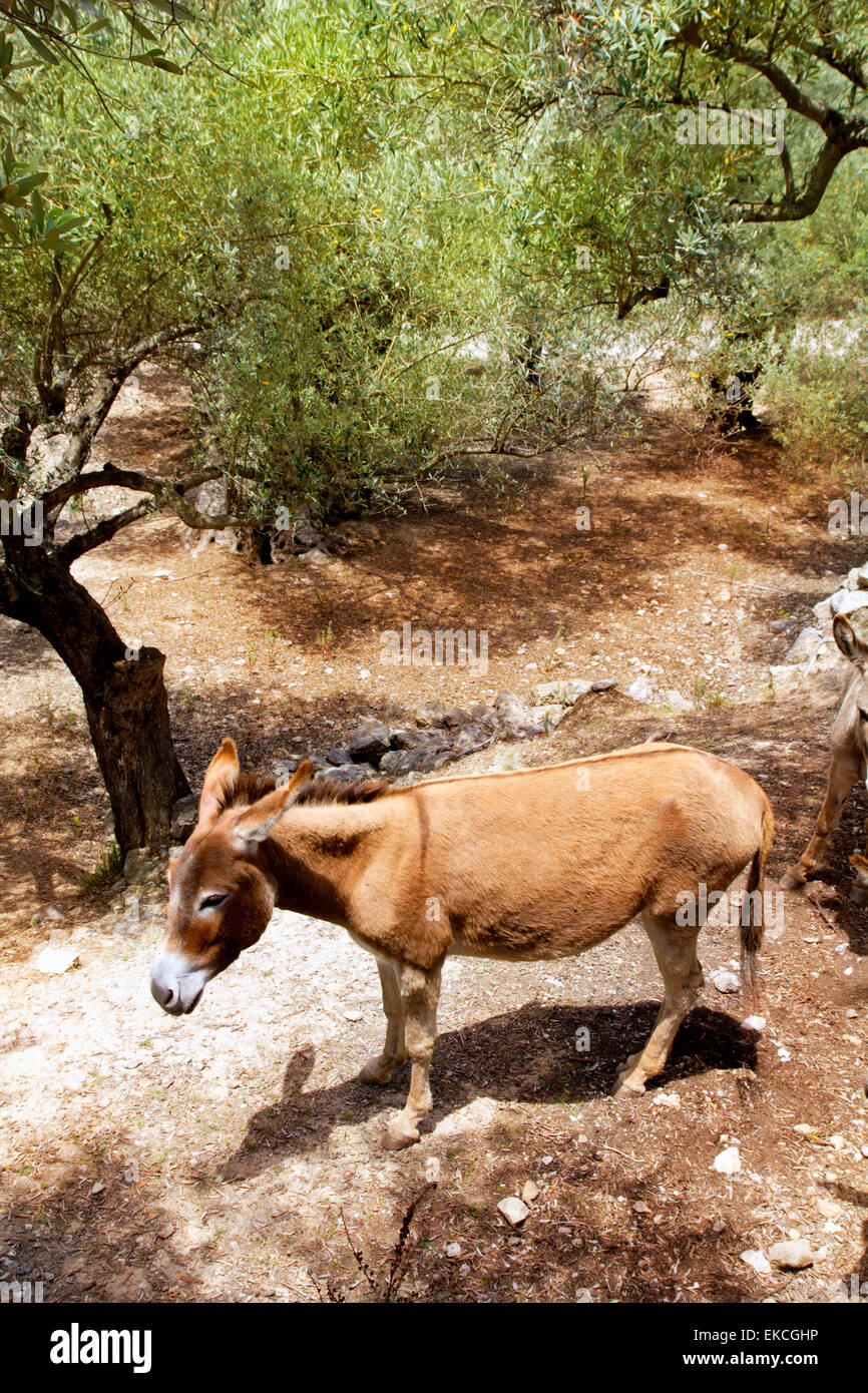 Donkey mule in s mediterranean olive tree field of Majorca Stock Photo ...