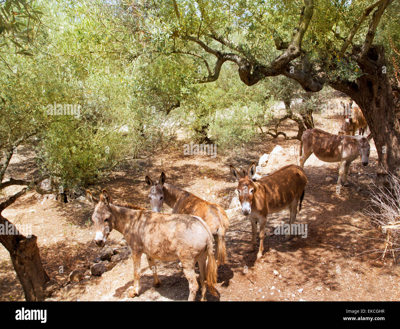 Donkey mule in s mediterranean olive tree field of Majorca Stock Photo ...