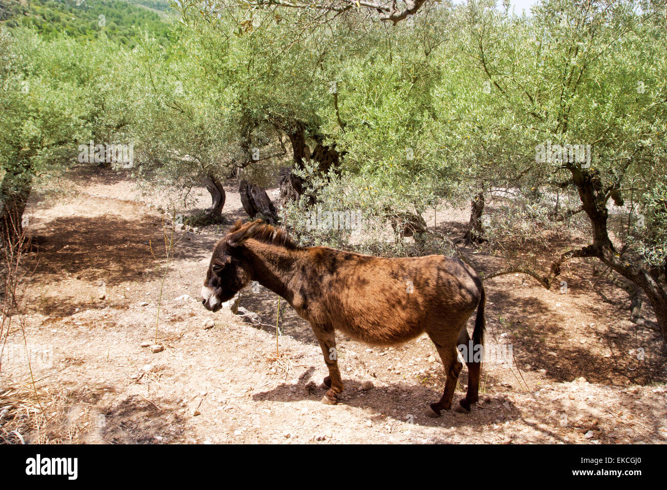 Donkey mule in s mediterranean olive tree field of Majorca Stock Photo ...
