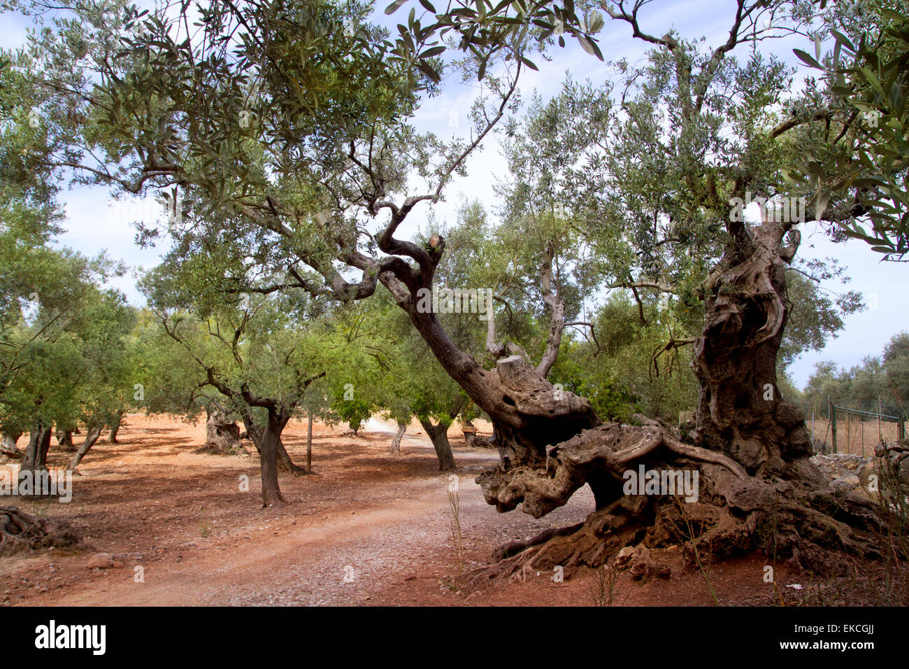 Old olive trees majorca hi-res stock photography and images - Alamy