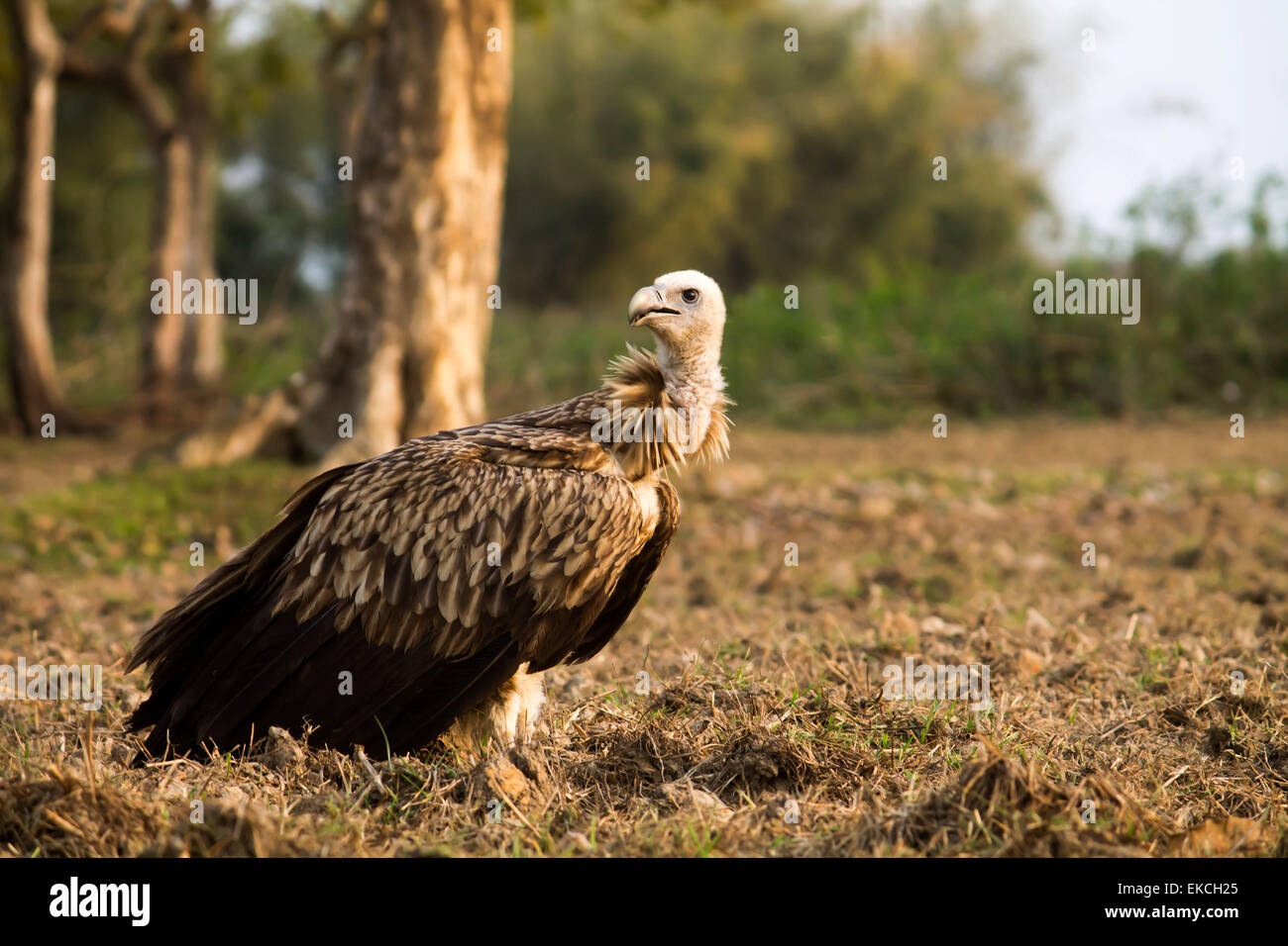 Vulture conservation india hi-res stock photography and images - Alamy