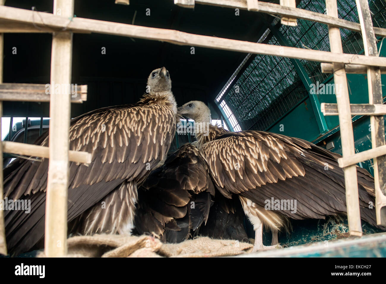 Sivasagar, Assam, India. 9th Apr, 2015. 5 Himalayan Griffon Vultures ...