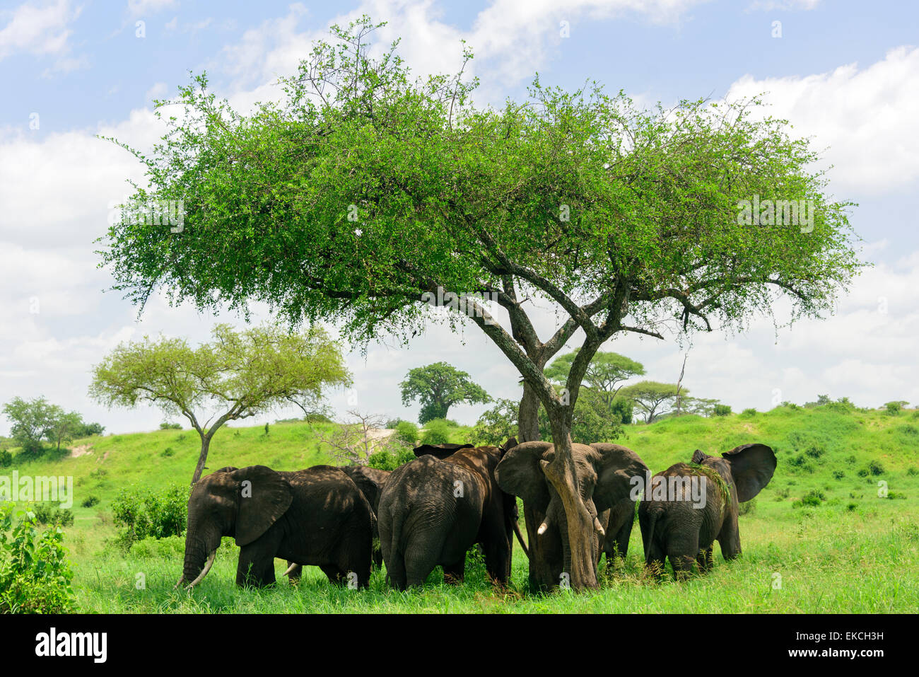 Acacia africana hi-res stock photography and images - Alamy