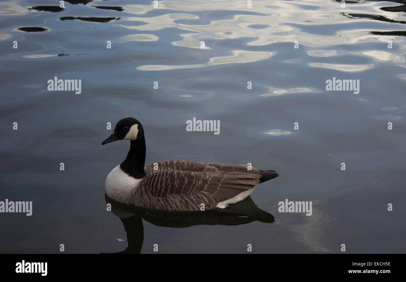 White duck fly hi-res stock photography and images - Alamy