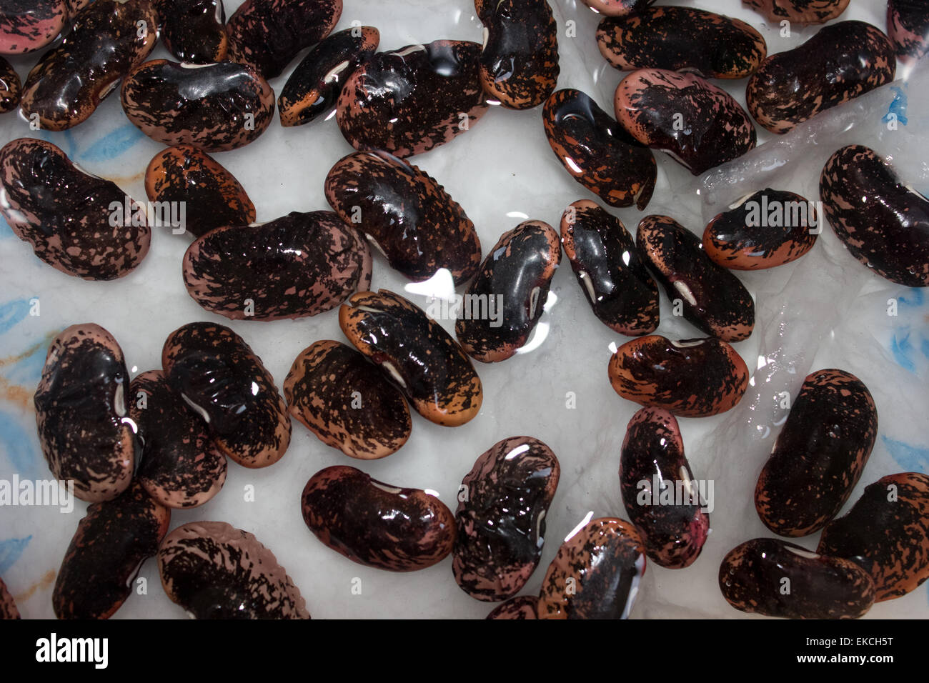 Runner bean seeds soaking in water on kitchen roll before being ready ...