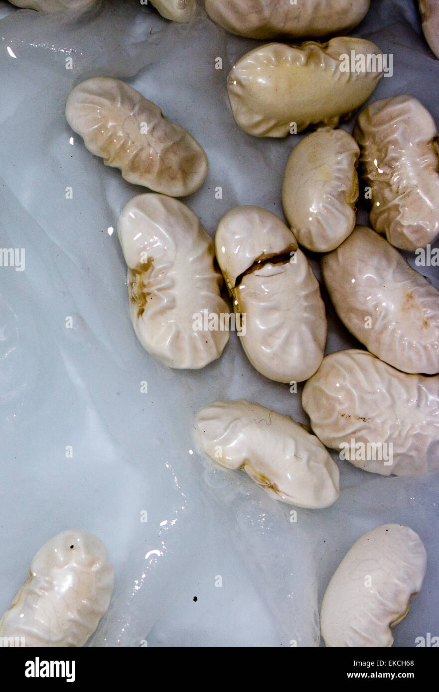 White lady runner bean seeds soaking before being ready to sow in April ...