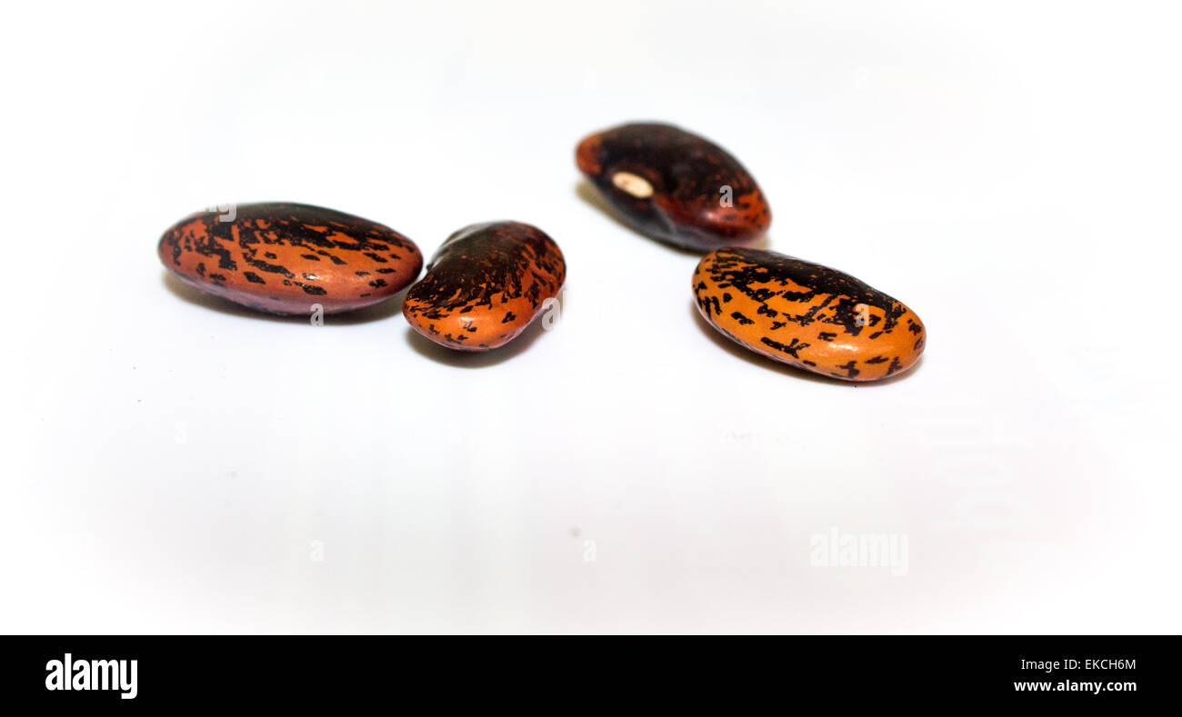 Four runner bean seeds on a white background before being soaked and ...