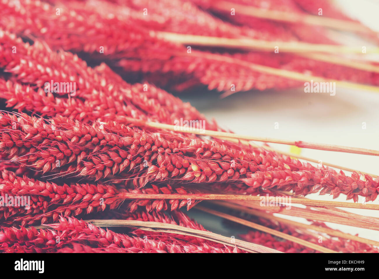 Barley Grass dyed in red colors with vintage filter applied Stock Photo ...