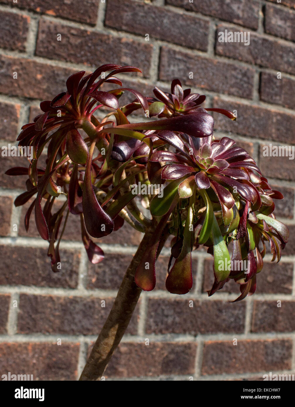 A tree houseleek/Aeonium, a plant which is a succulent and perfect for ...