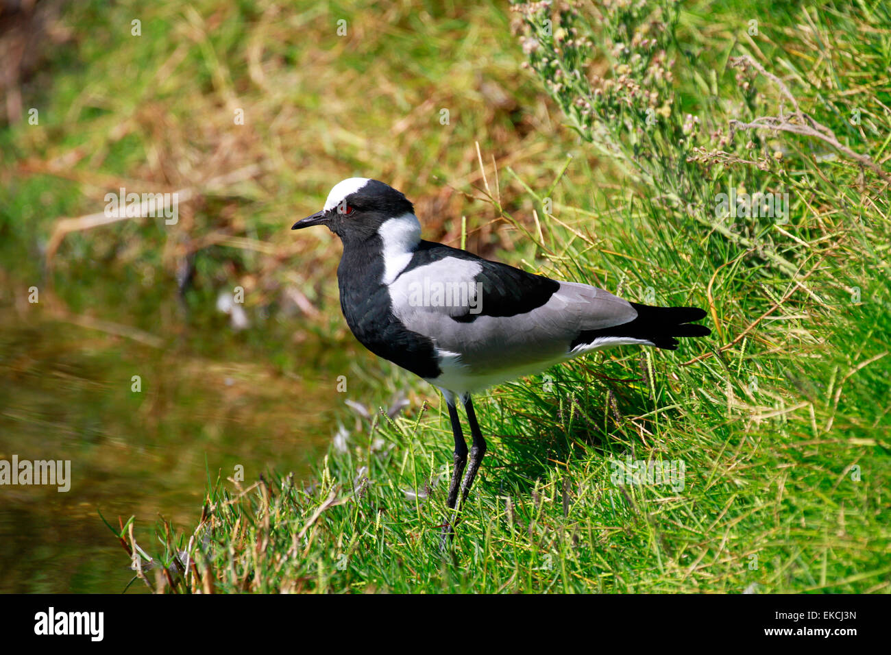 Blacksmith Lapwing High Resolution Stock Photography and Images - Alamy