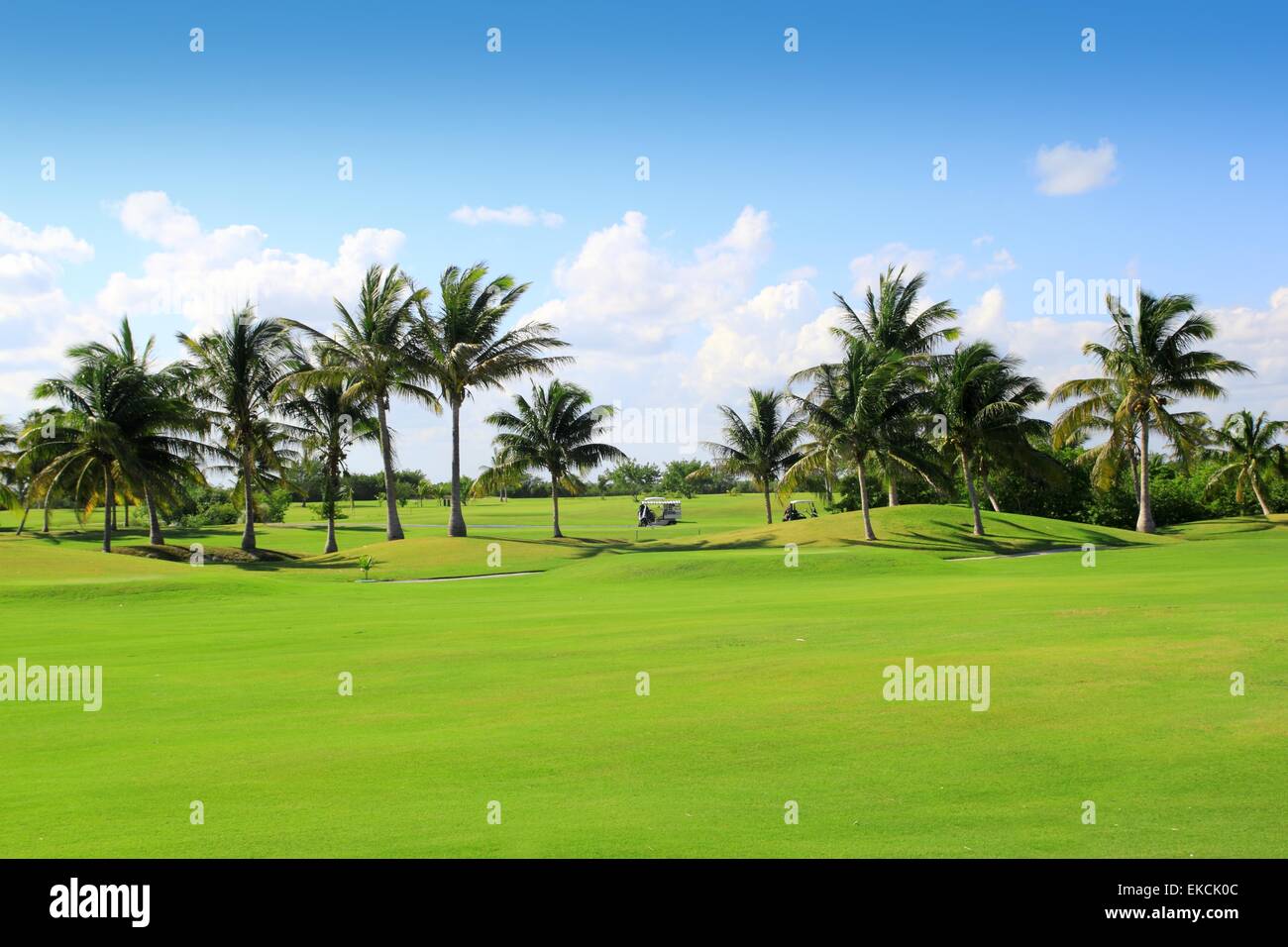 golf course tropical palm trees Mexico Stock Photo - Alamy